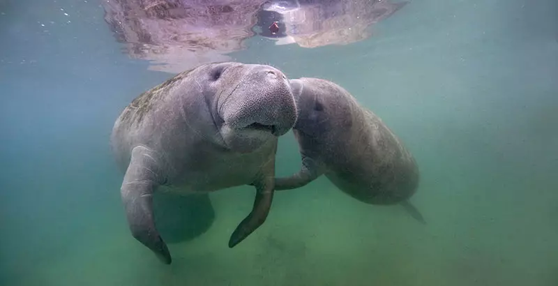 manatees Florida Fall