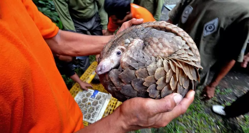 Tiger eyes, crocodile penis: ang menu sa Malaysia