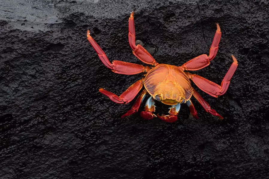 Hari ketujuh di Kepulauan Galapagos 1559_2