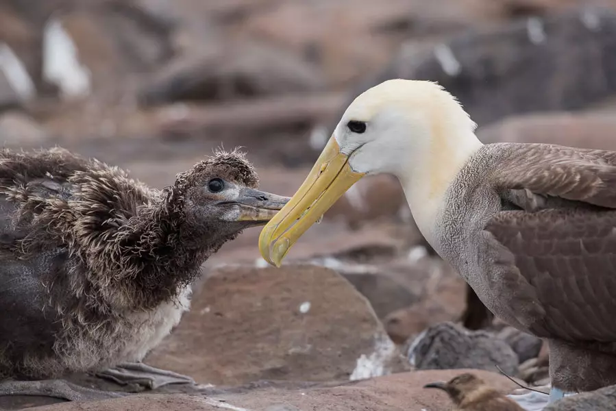 Hari ketujuh di Kepulauan Galapagos 1559_4