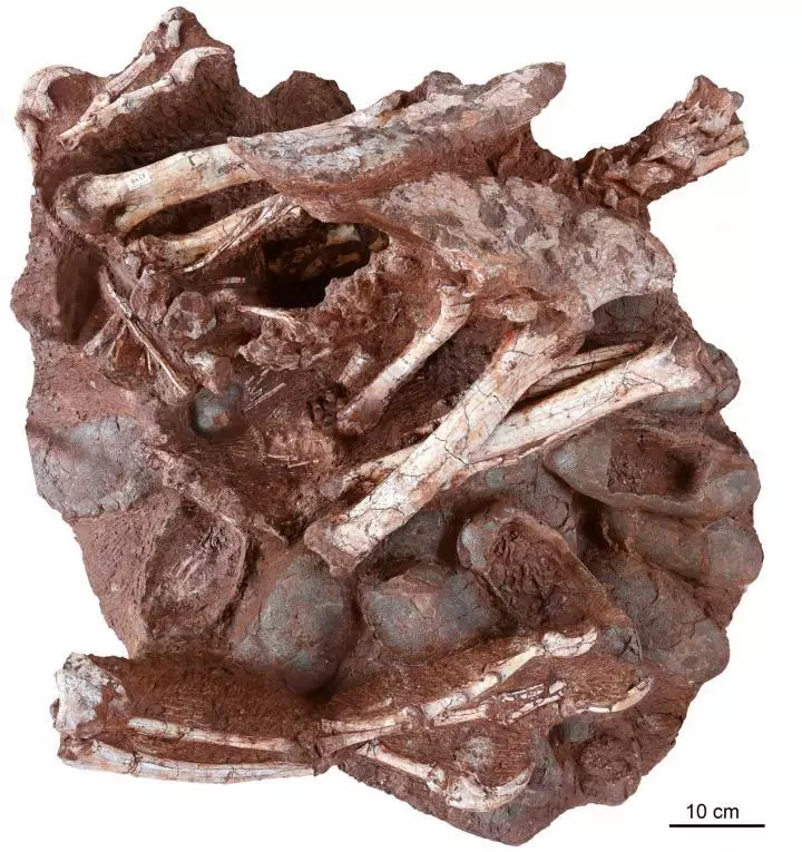 Ba fumana mesaletsa ea oviraptorosaur e lutse sehlaheng sa eona le bana ba eona ba fossilized 15605_3