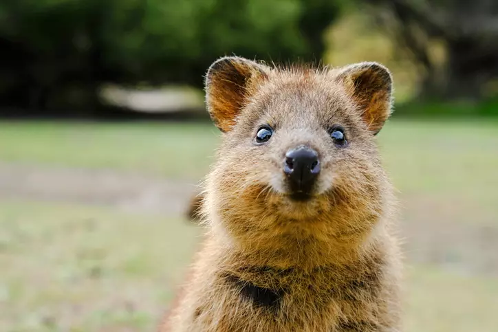 quokka