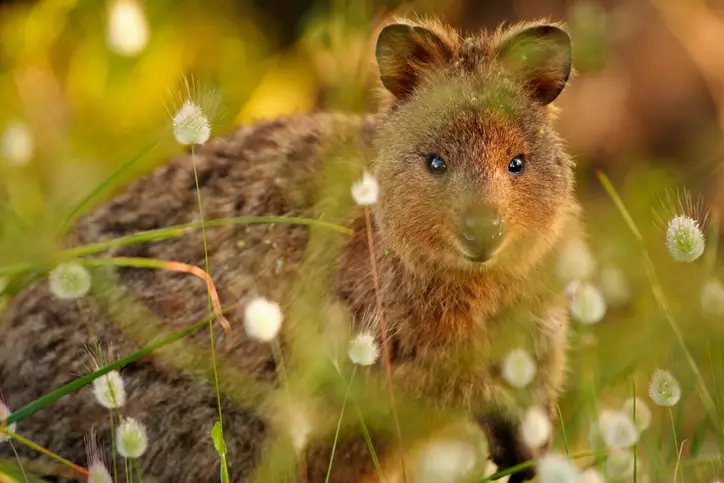 quokka