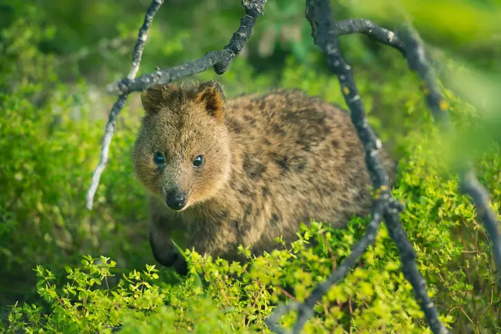 quokka