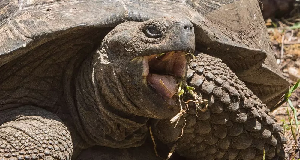 Seisde dei op de Galapagos-eilannen