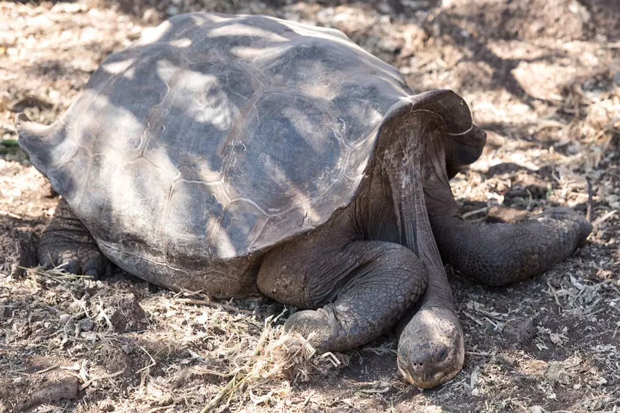 Sixth day in the Galapagos Islands 1567_5