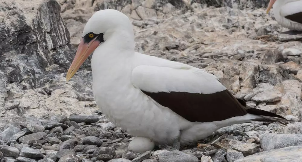 Osmi dan na otočju Galapagos