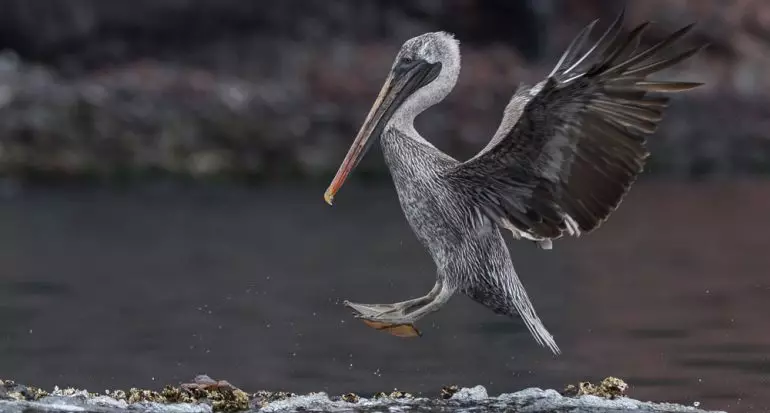 ມື້ທີສອງໃນຫມູ່ເກາະ Galapagos