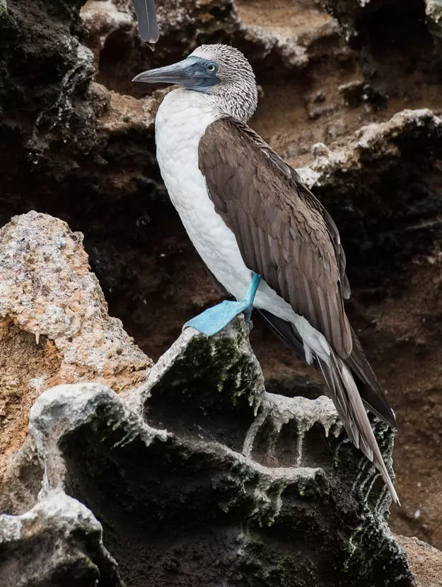 An dara lá sna hOileáin Galapagos 1584_2