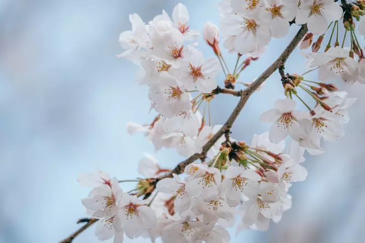 ដើមឈើ Cherry