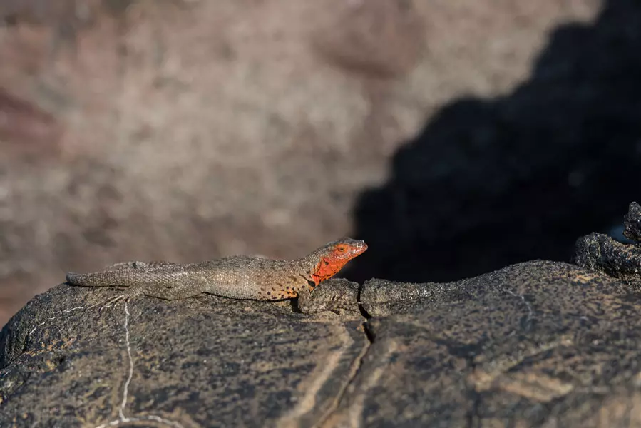 ថ្ងៃទីបួននៅកោះ Galapagos 1597_3