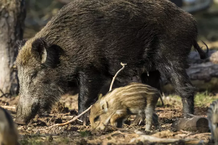 porci sălbatici