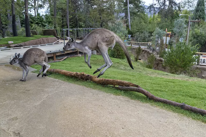 San Diego Safari Parkı