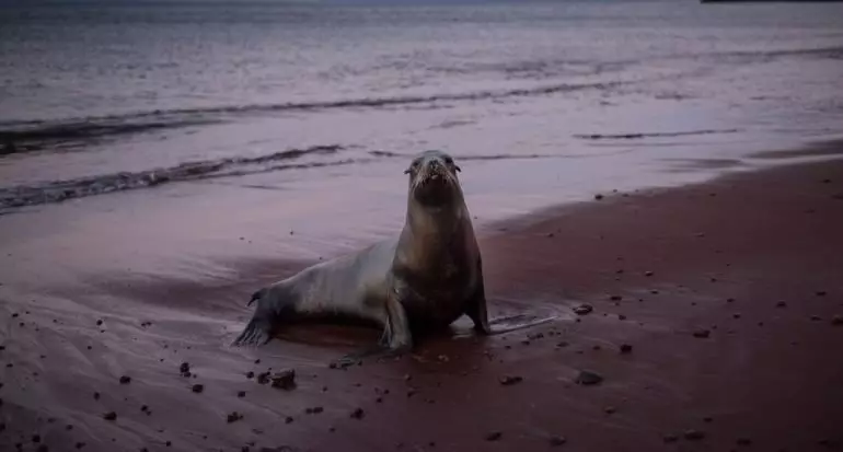 Maalinta shanaad ee jasiiradaha Galapagos