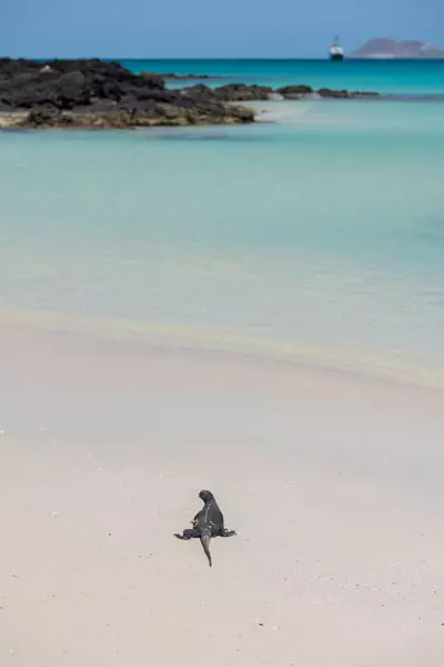 Maalinta shanaad ee jasiiradaha Galapagos 1607_2