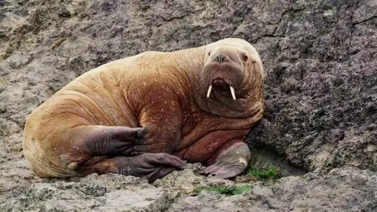 walrus