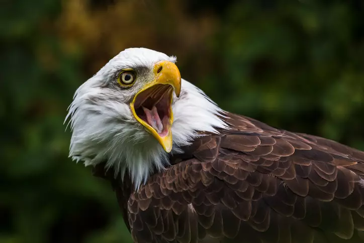 Si entdecken Rattegëft am Blutt vu méi wéi 80% vun den Doudegen Adler an den USA 16170_2