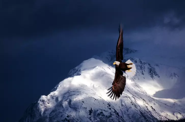 Eagles