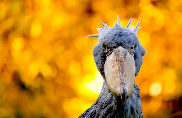 Das ist der Schuhschnabel: der imposante anderthalb Meter lange Vogel, der wie ein prähistorisches Lebewesen aussieht 16205_1