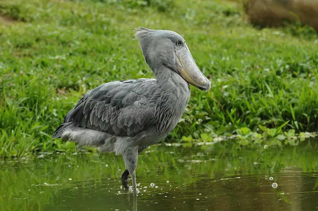 Dan hu s-shoebill: l-għasfur imponenti ta’ metru u nofs li qisu ħlejqa preistorika 16205_2