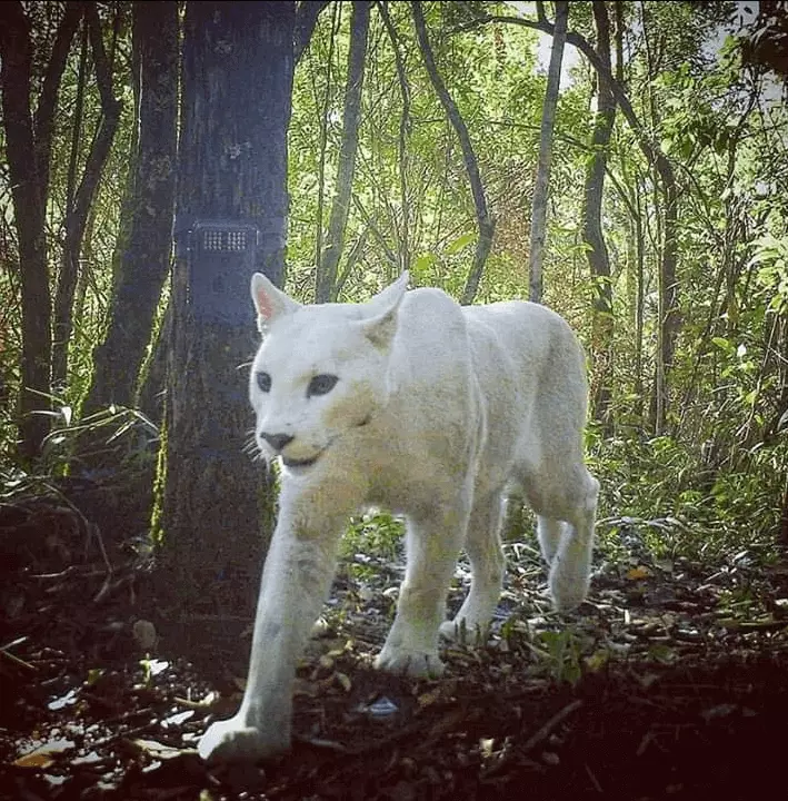 tante girang putih yang sangat langka