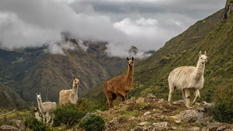 alpacas