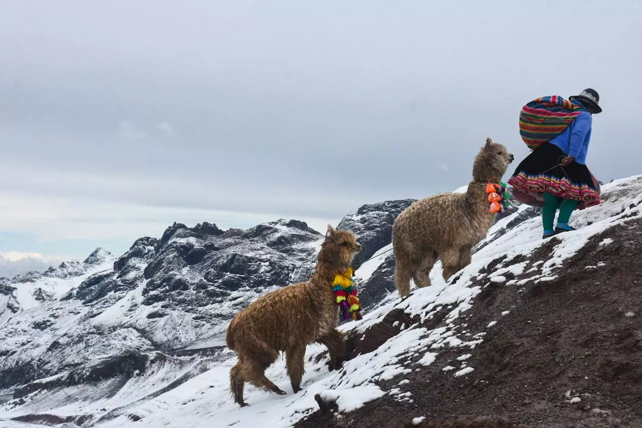 alpacas