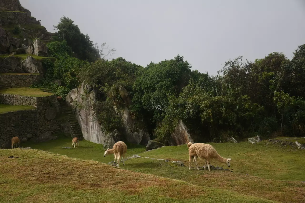 alpacas