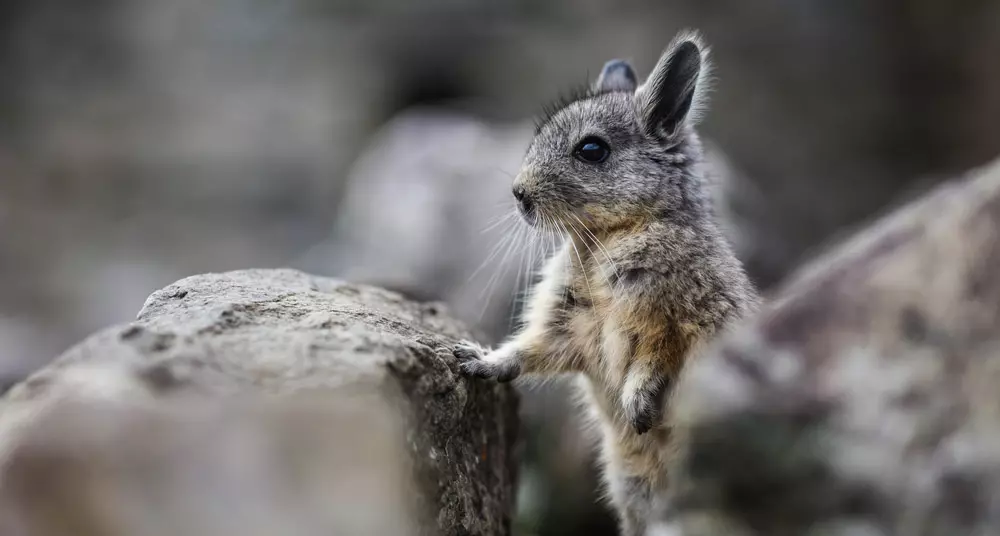 Galleria fotografica | 14 specie endemiche dell'America Latina che dovresti conoscere 1632_9