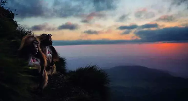 ಇಥಿಯೋಪಿಯಾದ ಸಸ್ಯಹಾರಿ ಕೋತಿಗಳು