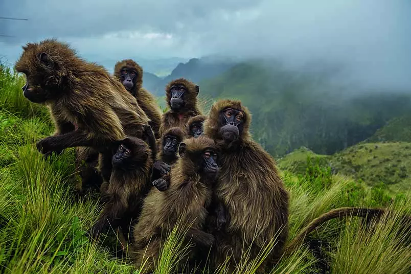 Ang mga herbivorous nga unggoy sa Etiopia 1641_2