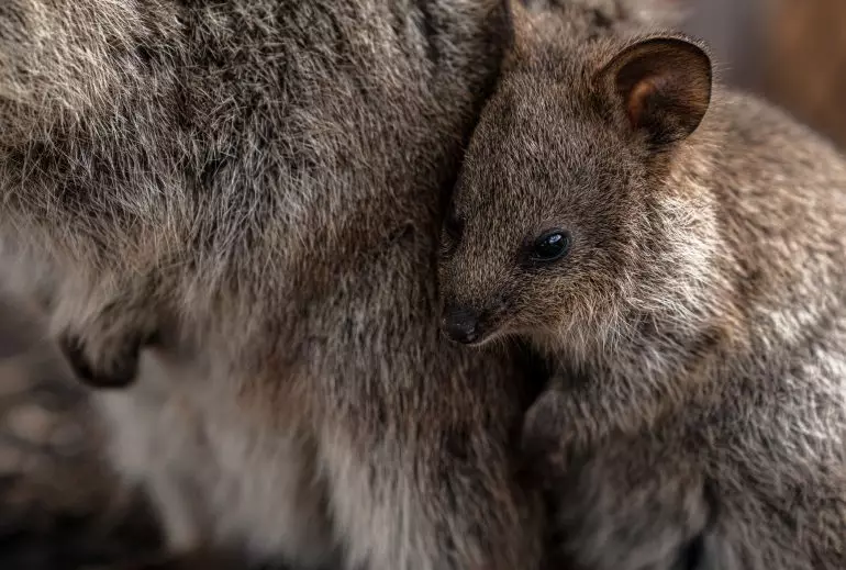 quokka kuchuklari