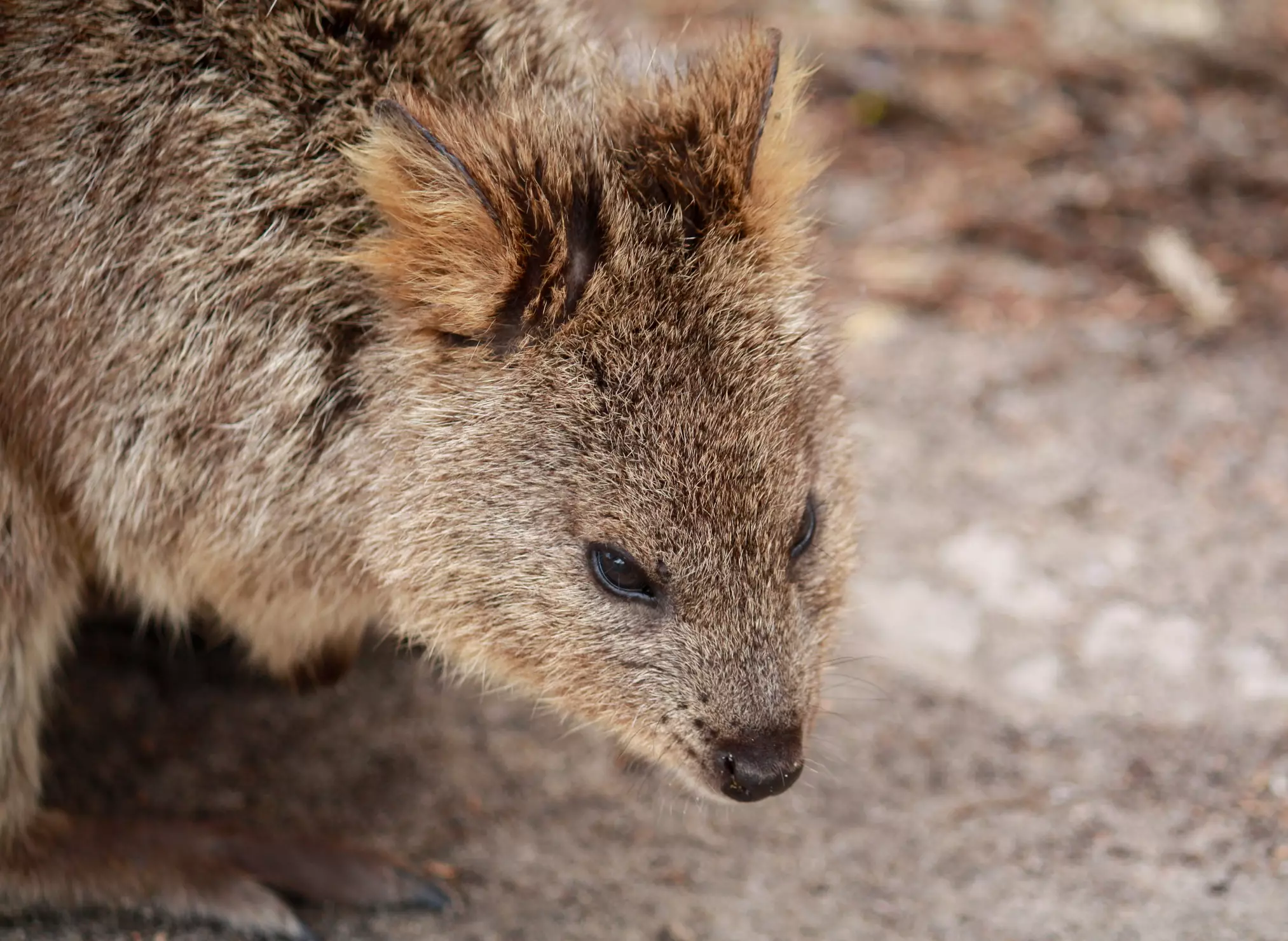 anak anjing quokka