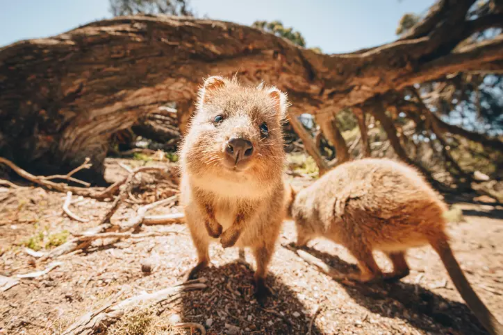 anak anjing quokka