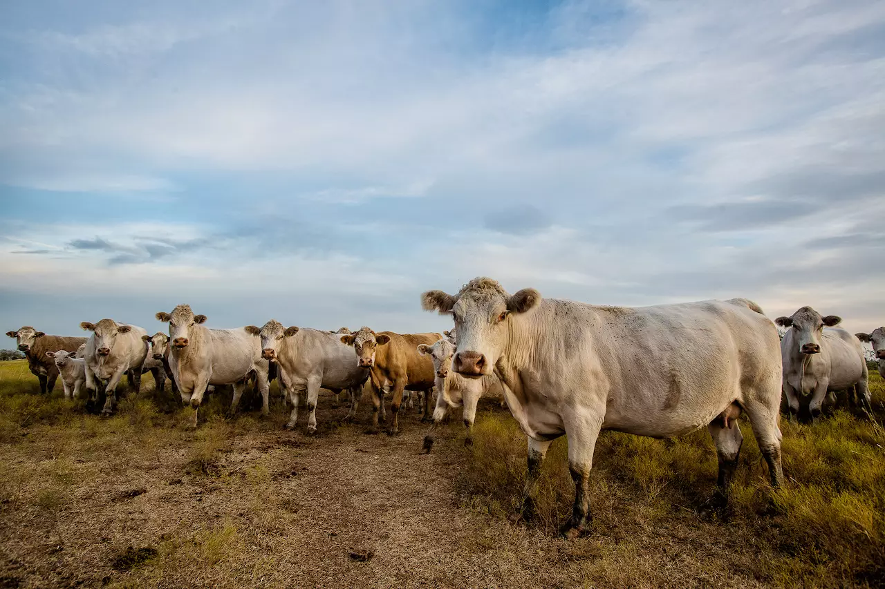 Mizrahi Meats: eliteko haragia jatearen alternatiba jasangarria