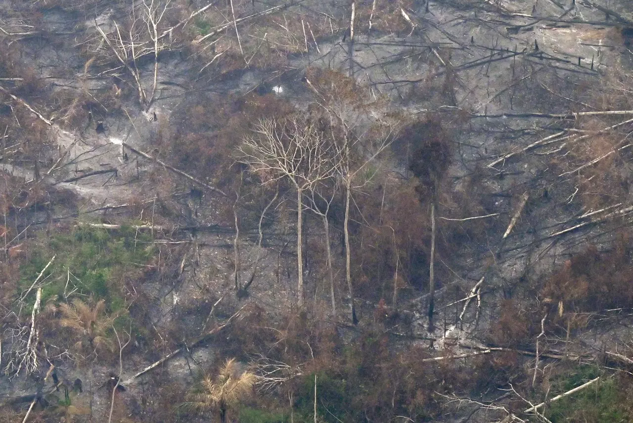 A biodiversidade da Amazônia pode ser irremediavelmente perdida 165_2