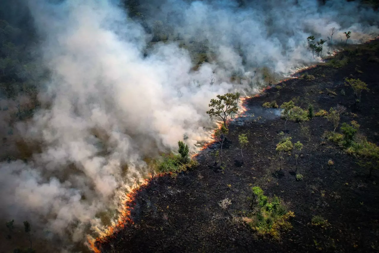 Die biodiversiteit van die Amasone kan onherstelbaar verlore gaan 165_3