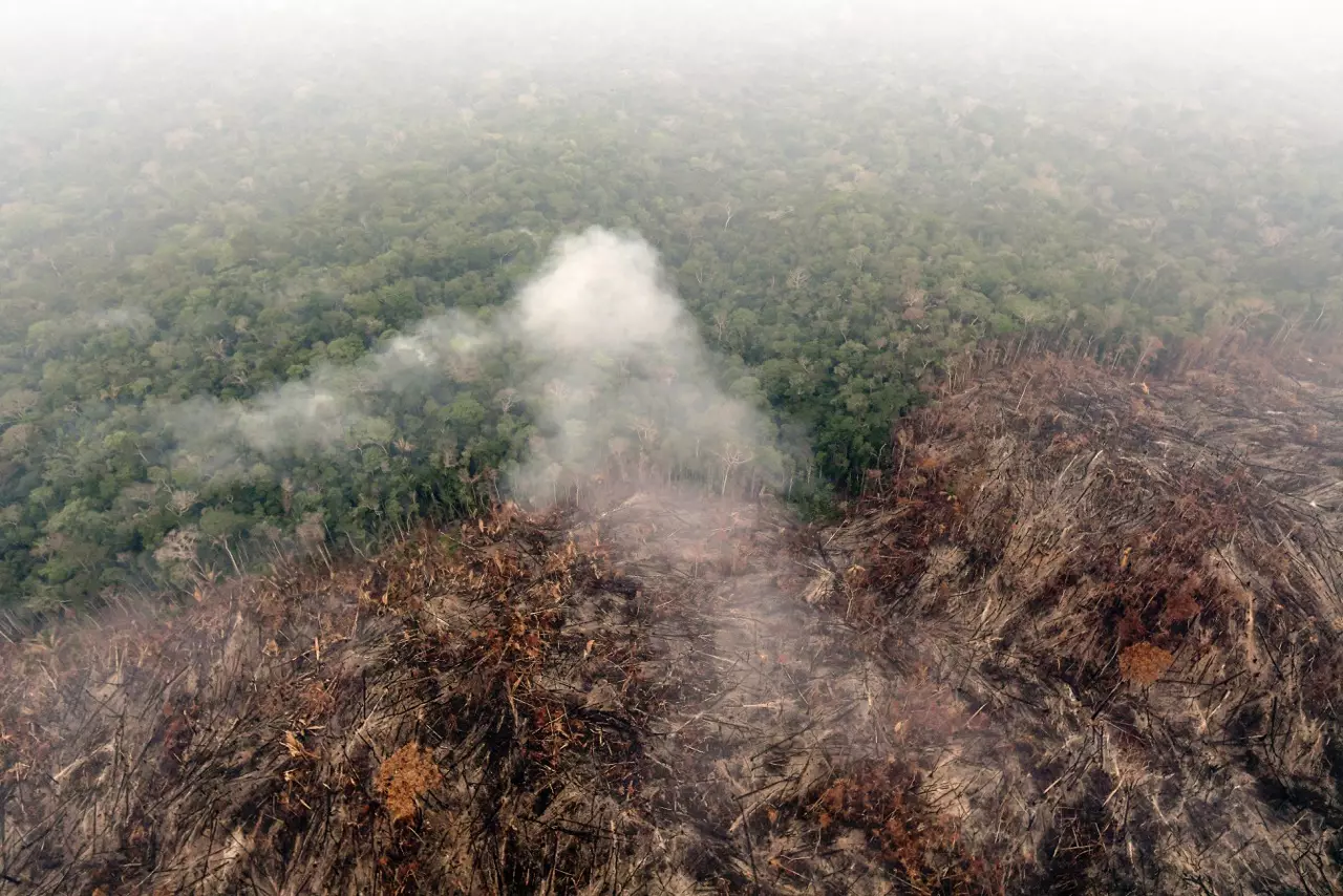 A biodiversidade da Amazônia pode ser irremediavelmente perdida 165_4