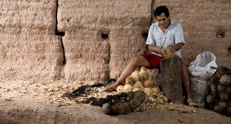 Carbone di cocco: energia pulita ed ecologica