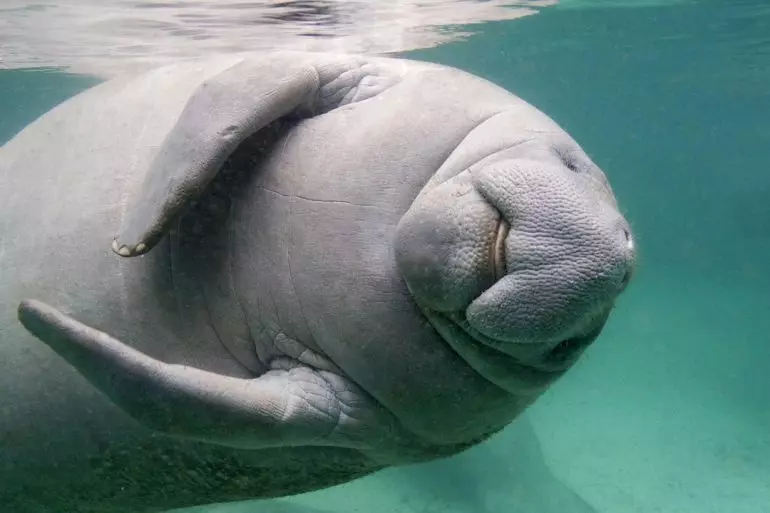 manatee terdedah