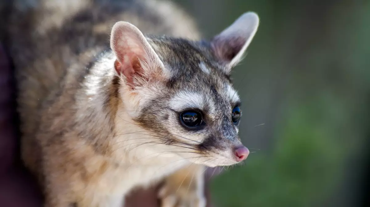 Cacomixtle, "halvkatten", der jager om natten