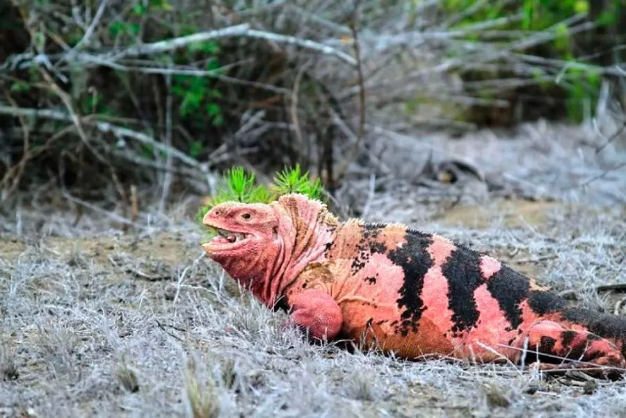 Galapagos