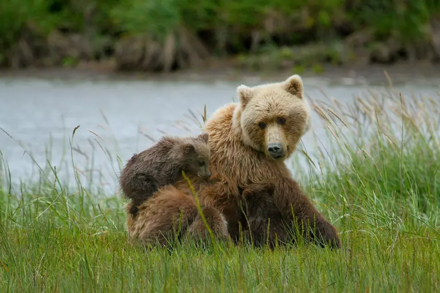 Illegale jacht op grizzlybeer