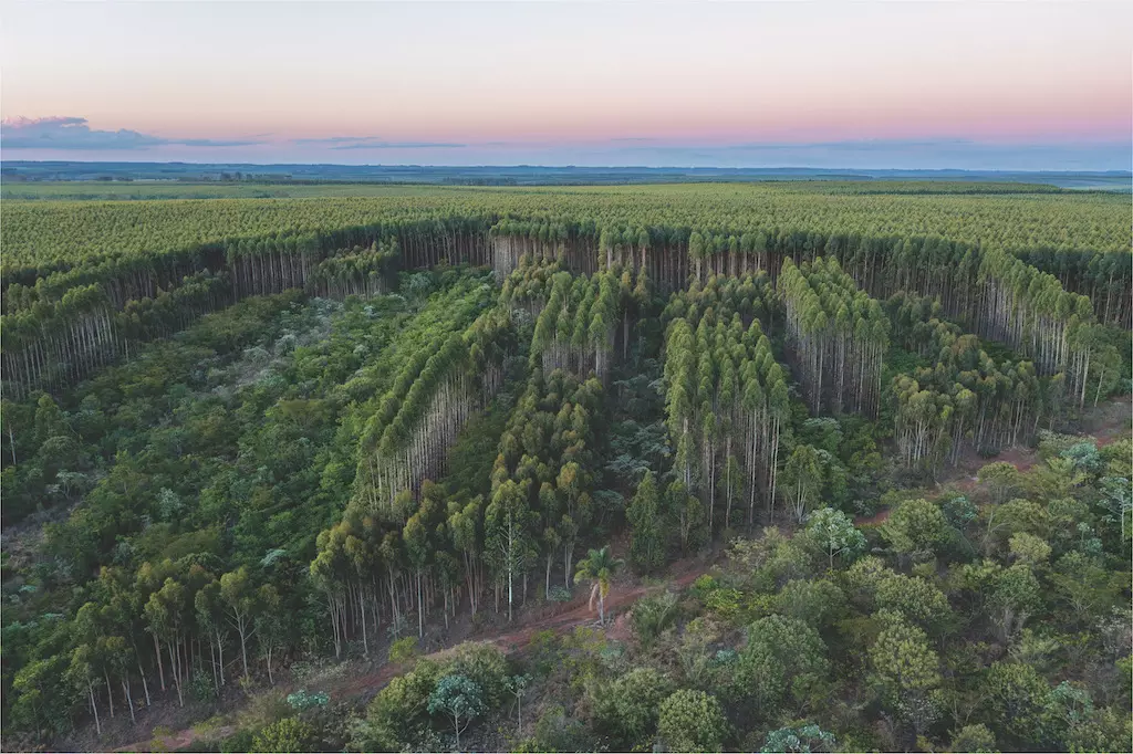 Stromy musí porazit extrémní vedra klimatických změn