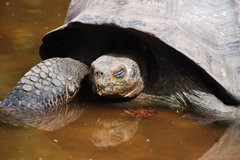 Galerie | Kreaturen der Galapagosinseln Teil 1