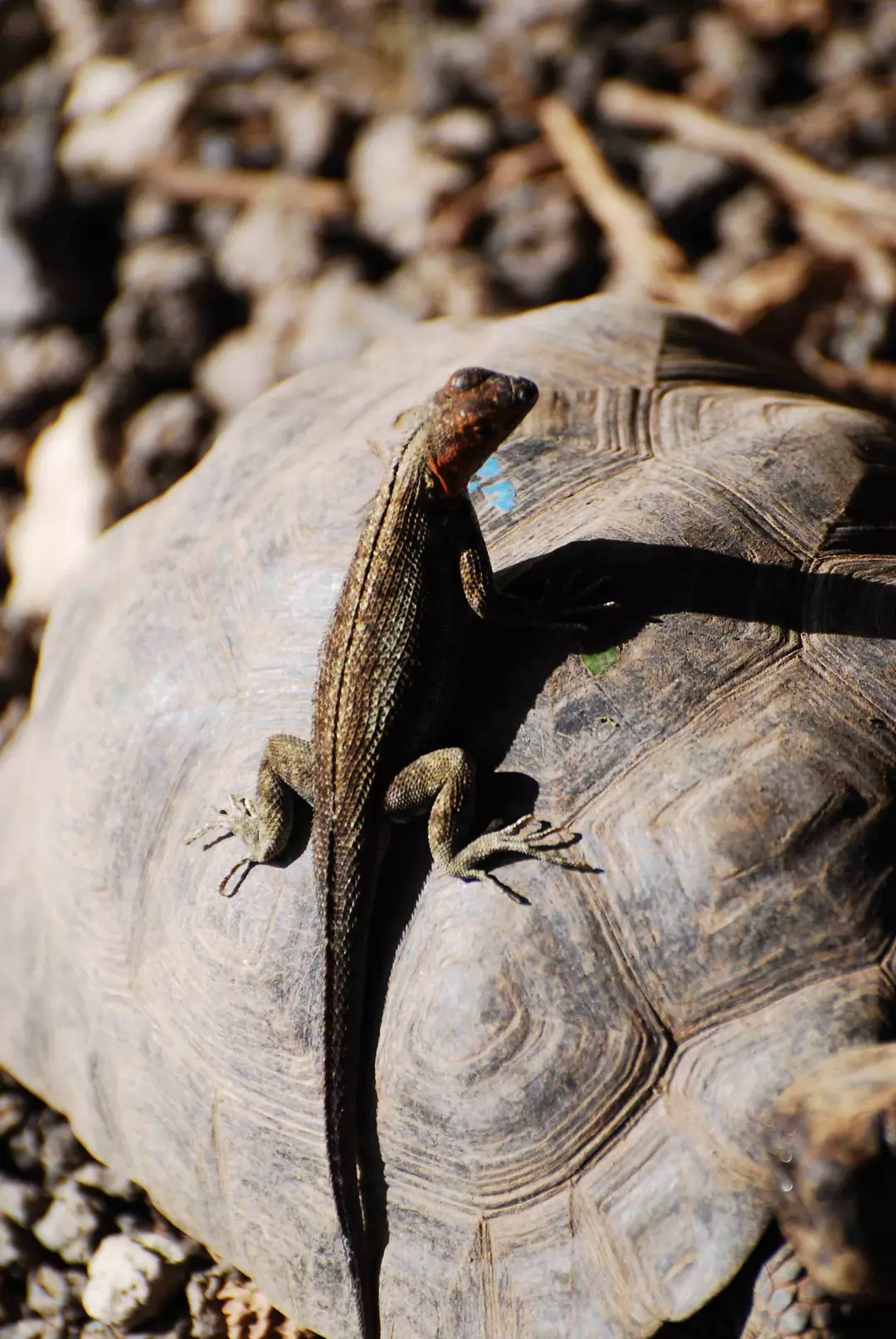 Galerie | Kreaturen der Galapagosinseln Teil 1 1850_12