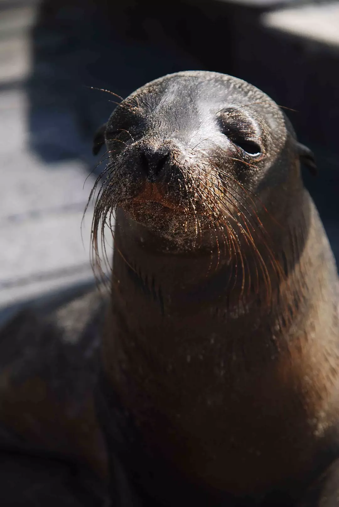 Galerie | Kreaturen der Galapagosinseln Teil 1 1850_3