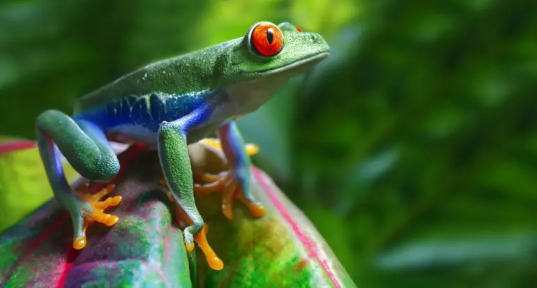 Rainagyş tokaý bileleşiginiň şahadatnamasy barada näme bilmeli?