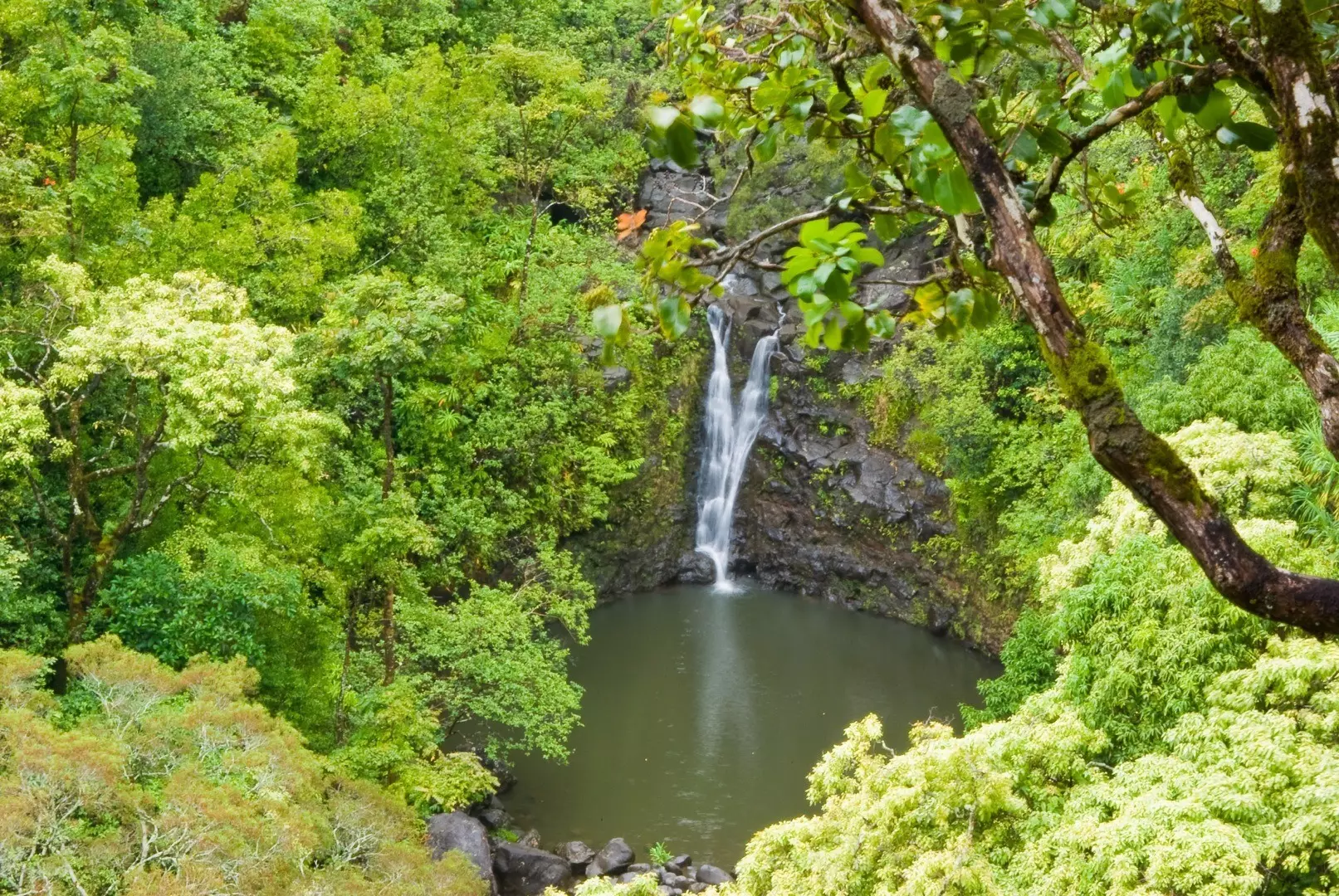 Galeri | Hawaii cennetinde yürüyün 1912_4