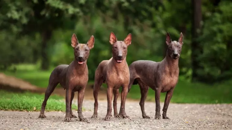 Xoloitzcuintle: alika Aztec (taloha Hispanika)